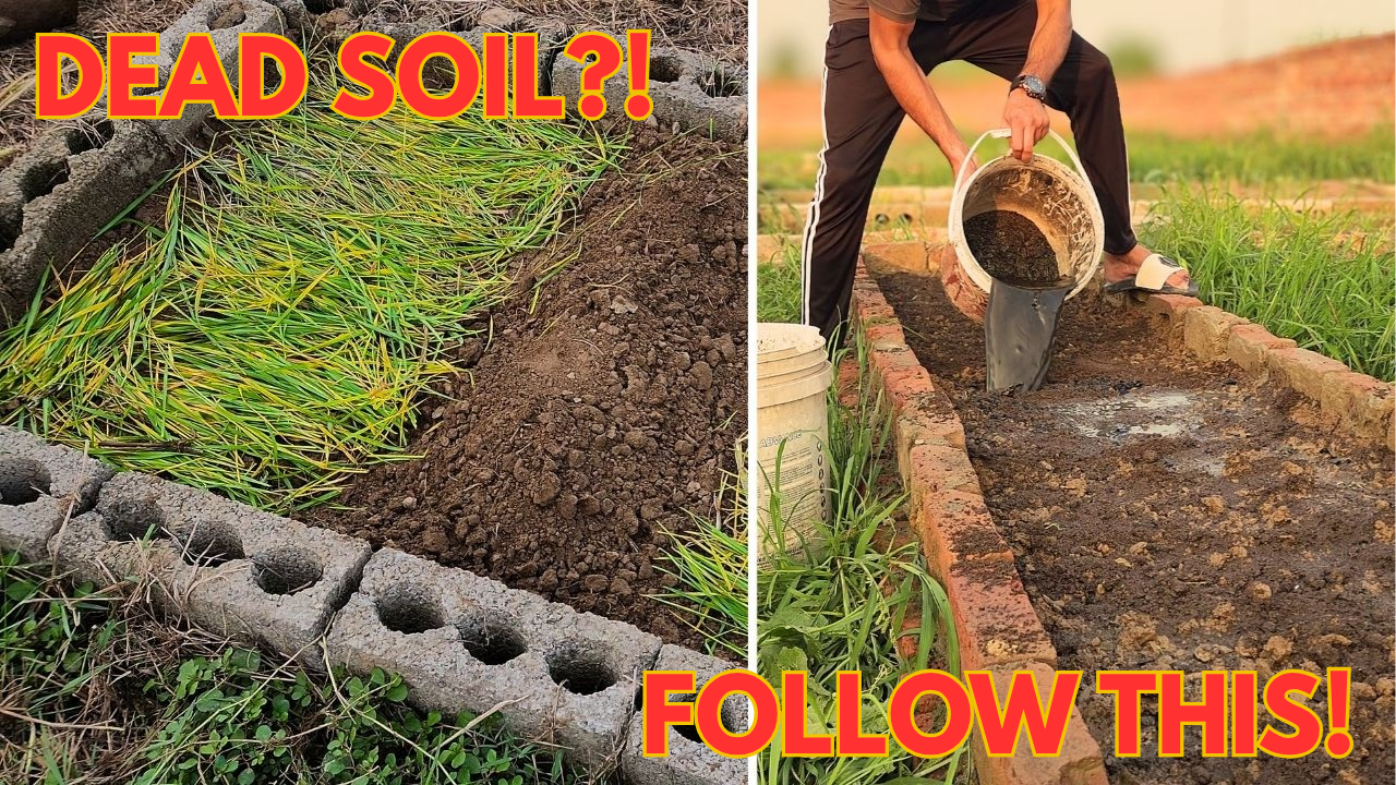 Turning Dead Soil Into a Super Fertile Garden – The Hidden Trick