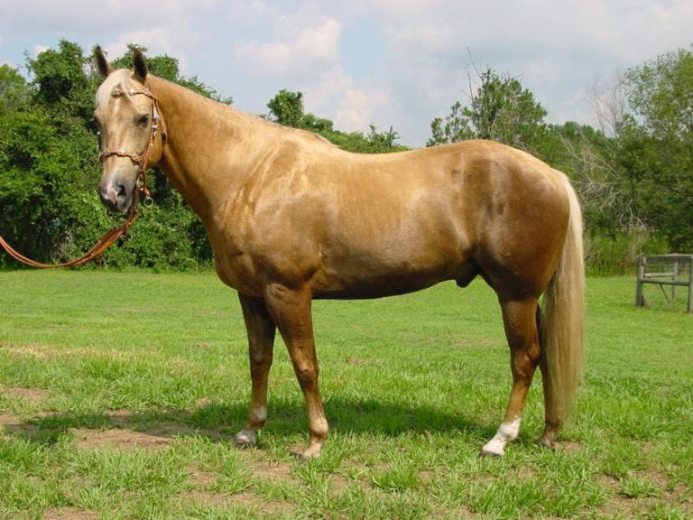 Caballo palomino: historia, genética, usos y diferencias con otras capas