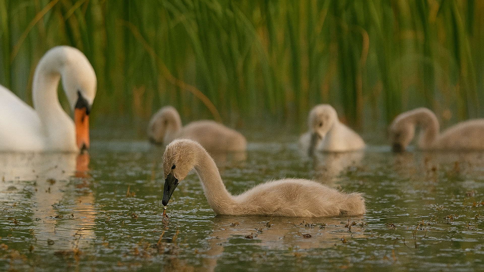 Natural Encounters With Wild Creatures