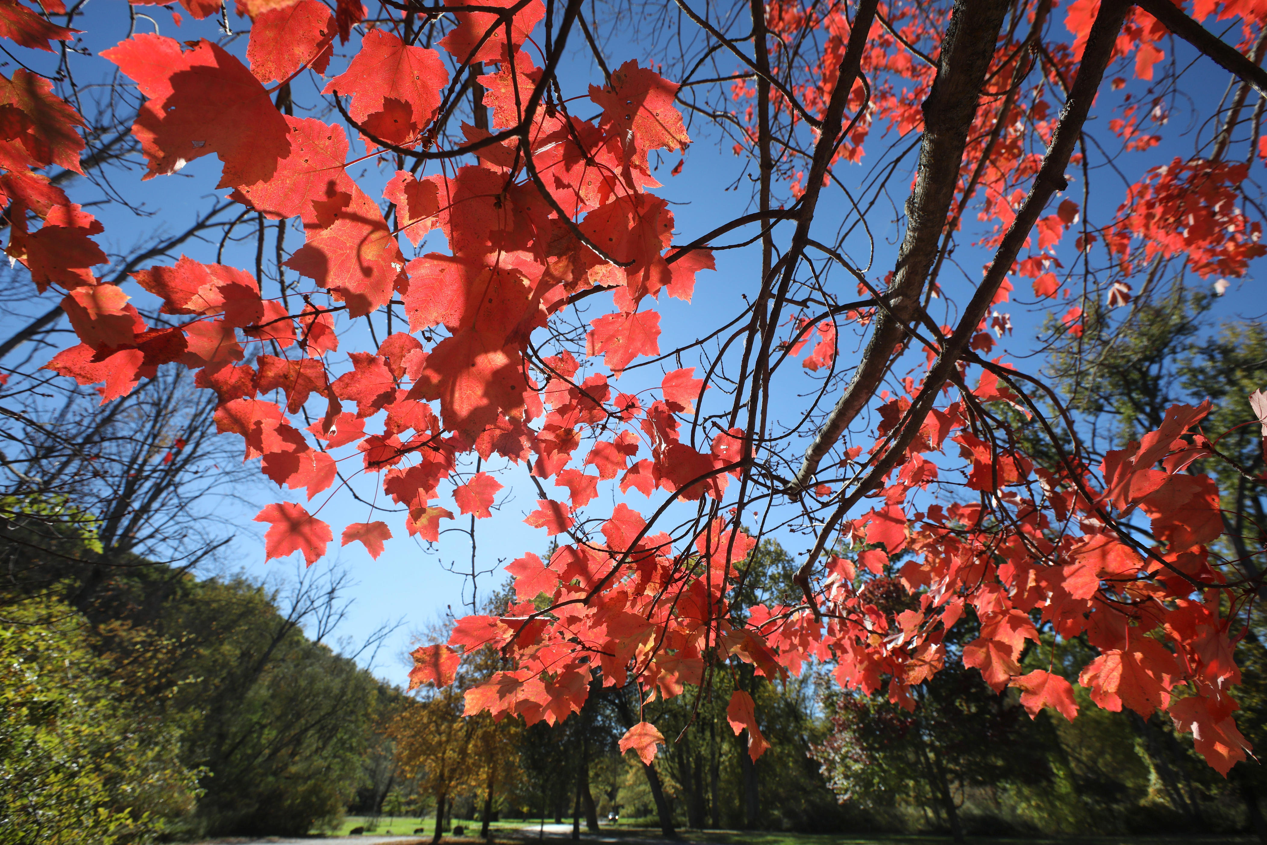 New York fall foliage report: See where leaves are changing this week