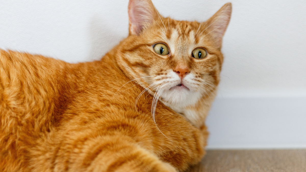 Watch Dexter the orange cat hilariously chew on cardboard for 'breakfast'