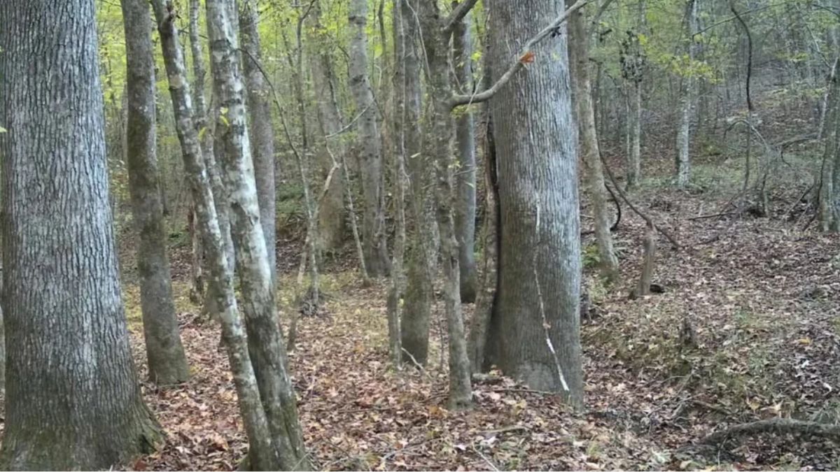 Even 99% with their Hawk Eyes Vision failed to find the Hidden Deer in ...