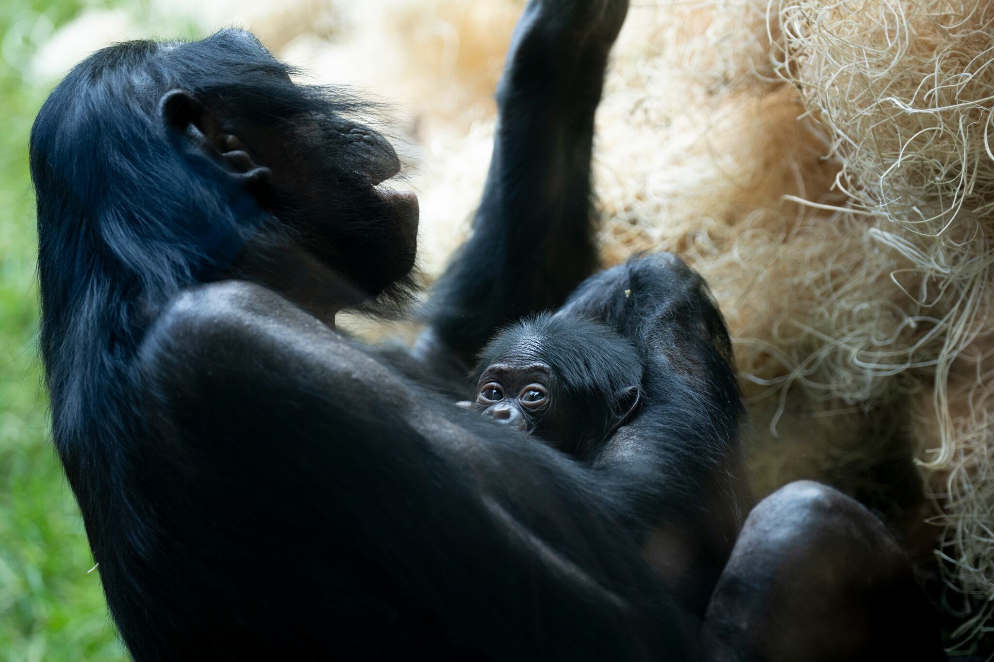 Baby bonobo gets name with nod to cherished member of Ohio zoo’s community