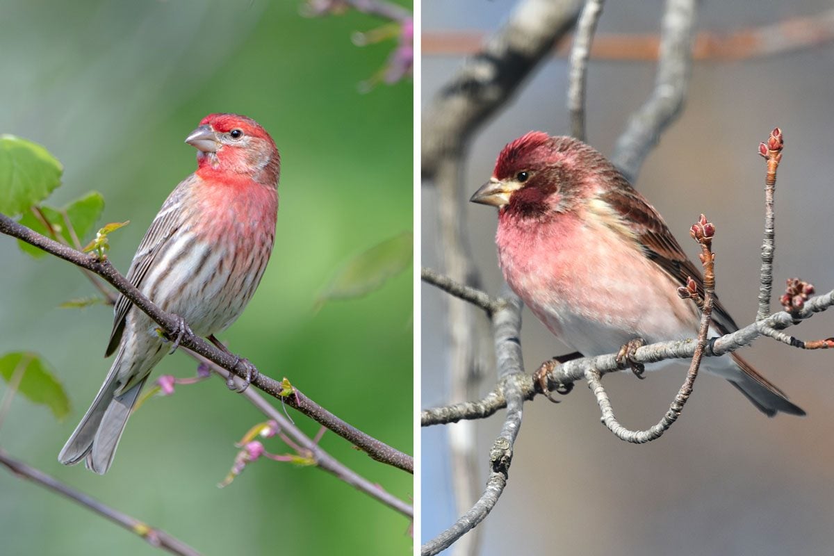 20 most commonly misidentified bird species