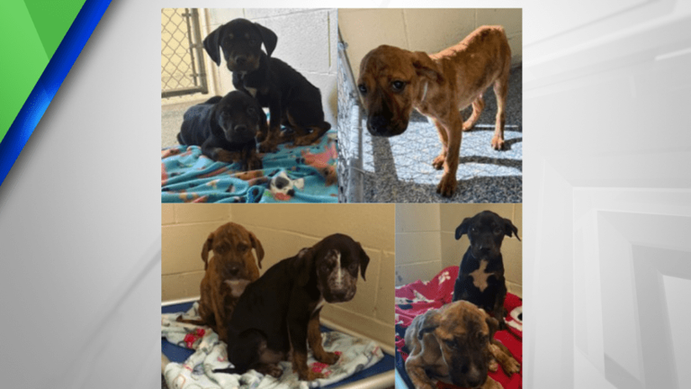 7 puppies abandoned from pickup truck at Nicholasville dog park