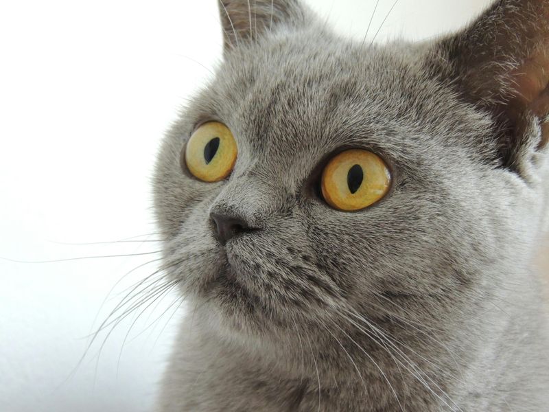 12 Best Indoor Cat Breeds