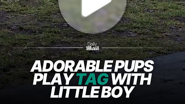 Adorable pups play tag with little boy