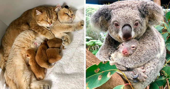 “She Wasn’t Fat After All”: 50 Wholesome Pics Of Animal Parents And ...