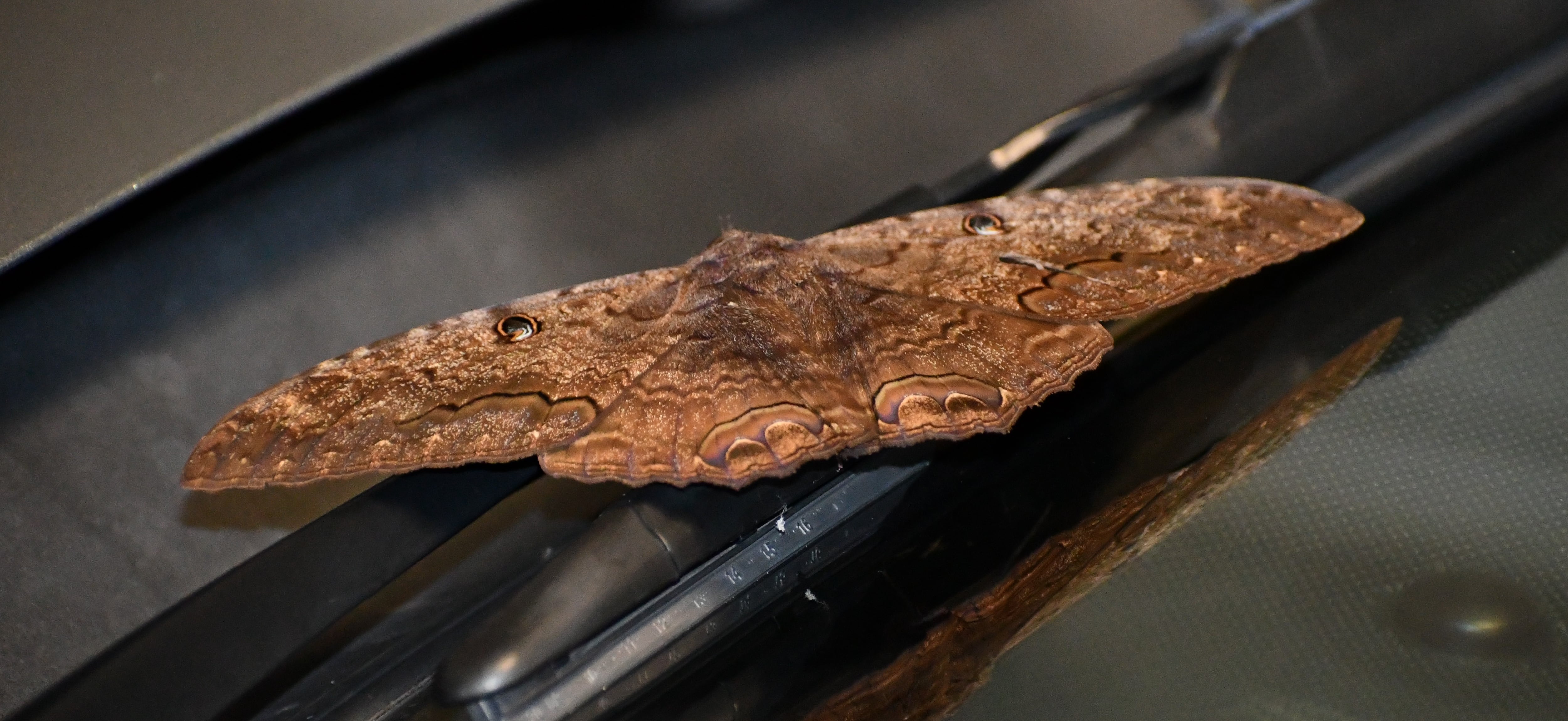 ‘Butterfly of Death’: Rare Black Witch Moth spotted in Georgia