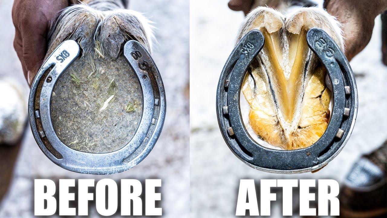 Satisfying horse hoof cleaning & restoration 🧲
