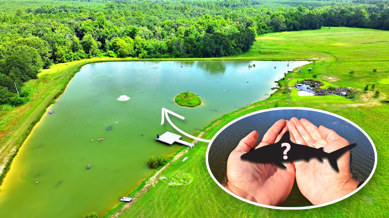 This tiny fish solved a major problem at the 5 acre pond!