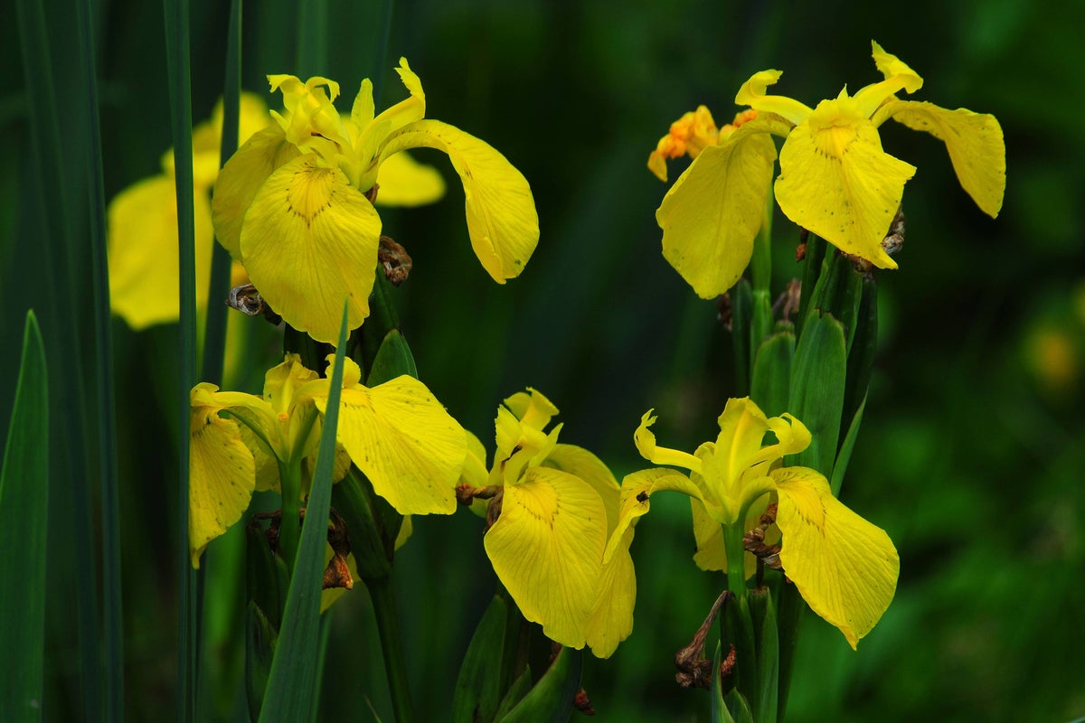 Choosing right plants for garden can help protect it from flooding ...