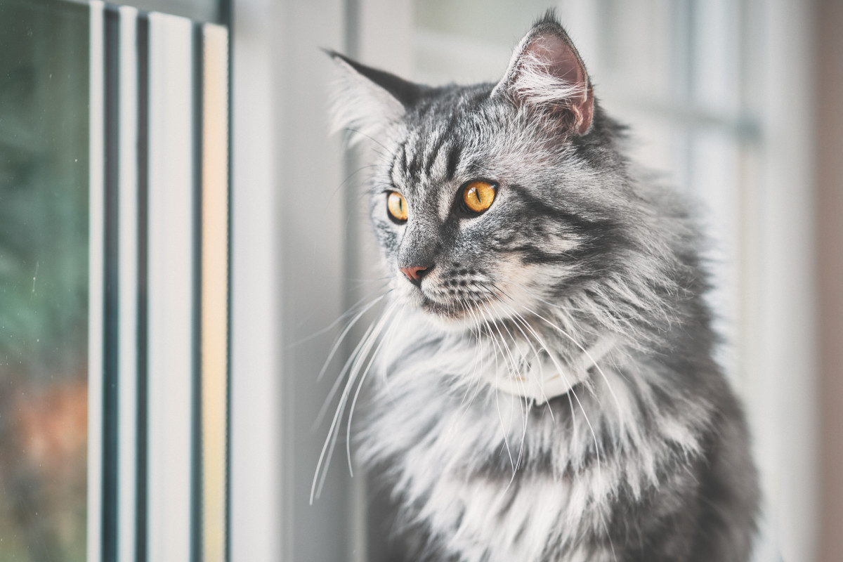 Eavesdropping Maine Coon Cats Get an Earful and Their Faces Say It All