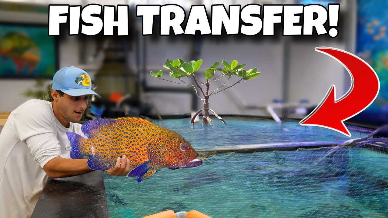 Transferring my exotic fish to his dream pond!