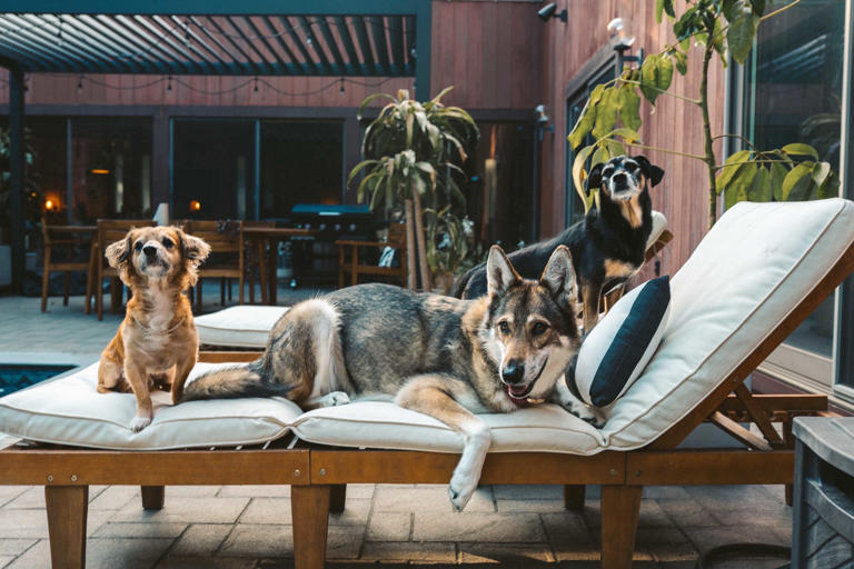 Tiki the rescue dog inspires support for other animals