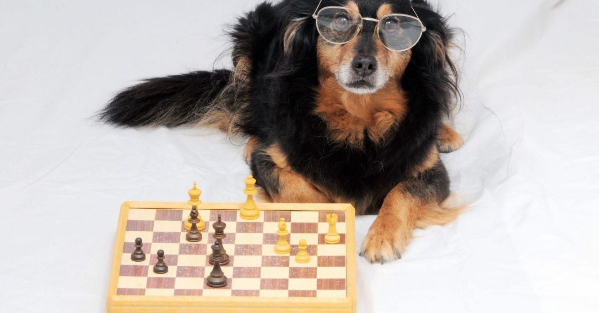 27 Gentle Dog Breeds That Form Exceptional Emotional Connections