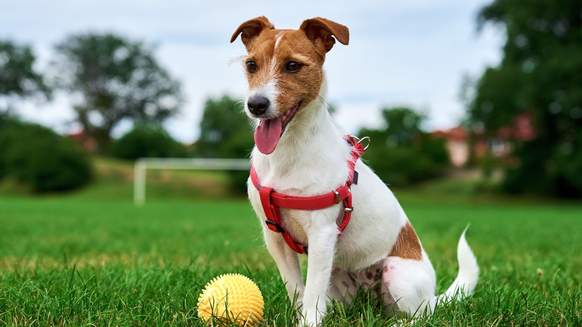 12 Dog Breeds I’d Pass On Owning