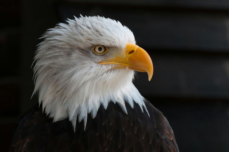11 Dominant Animals With No Natural Predators
