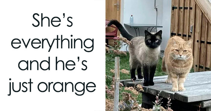 44 Adorable Animal Memes That May Give You That Serotonin Boost For Today