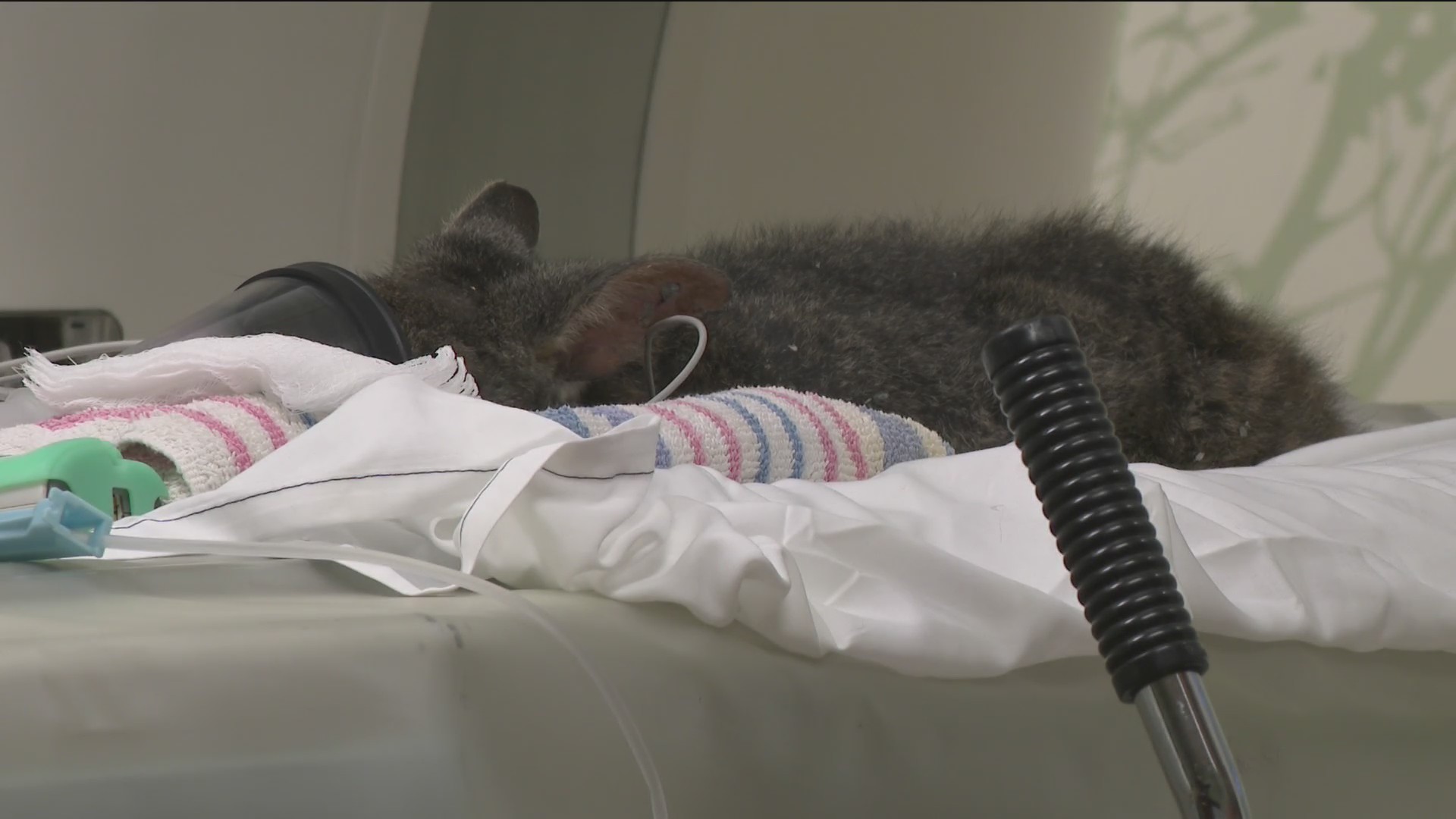Iowa Radiology, Blank Park Zoo team up for some special patients
