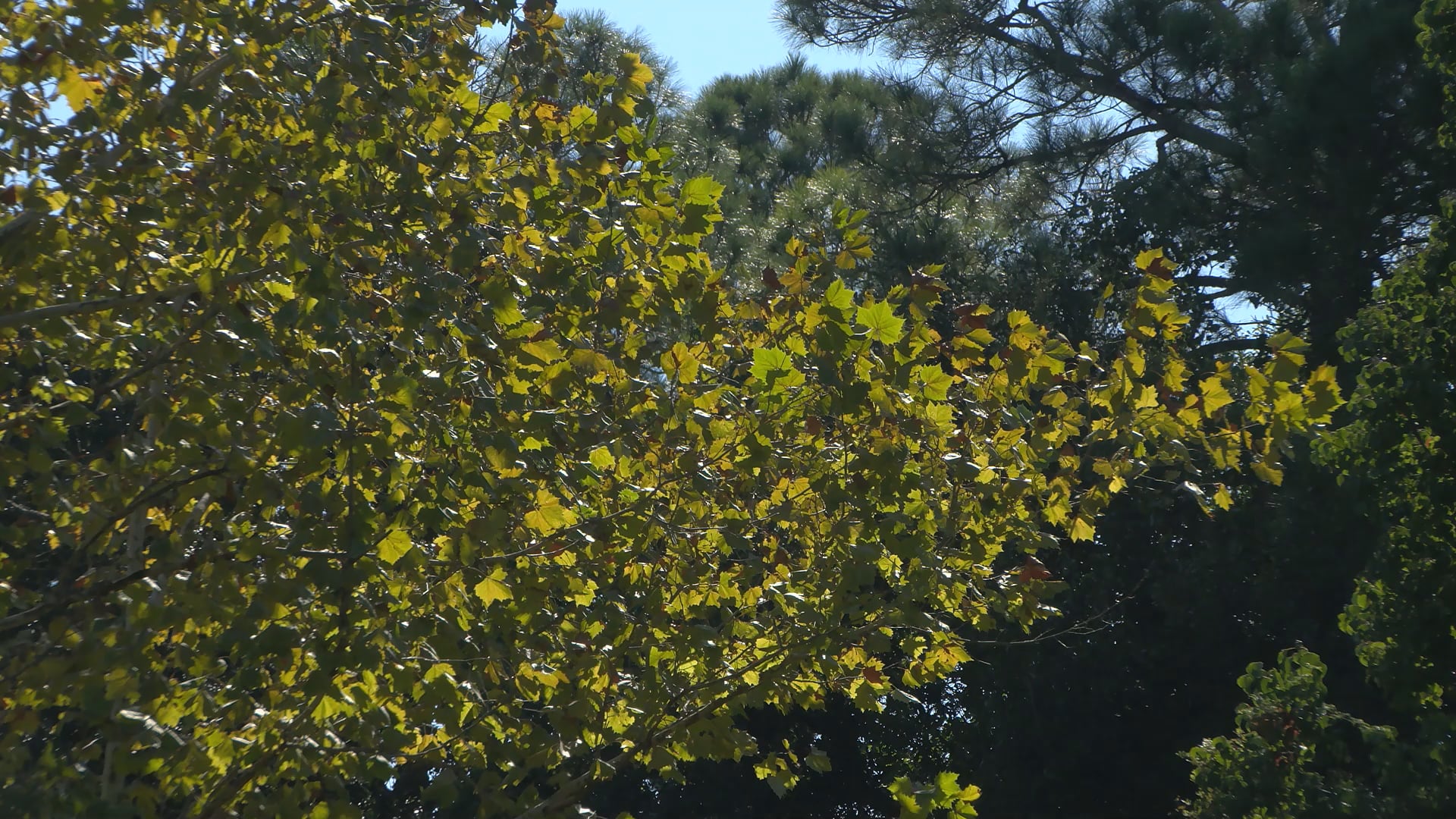 Mississippi Forestry Commission 7 Green Infrastructure Center design ...