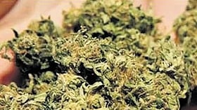 Three held with 908 kg ganja worth Rs 2.7 crore in Telangana
