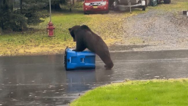 Frustrated Bear 'Gives CPR' to Sealed Trash Can It Can't Get Open