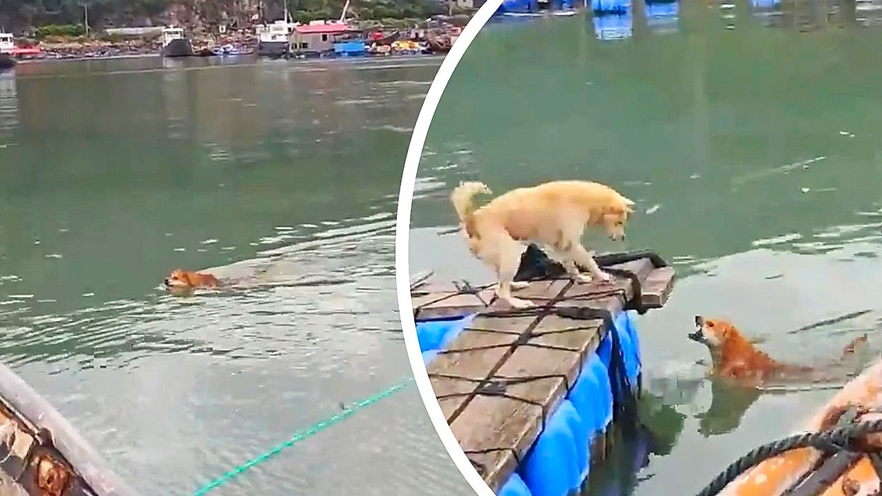 Un perro decidido cruza a nado todo el río solo para pelear con su rival