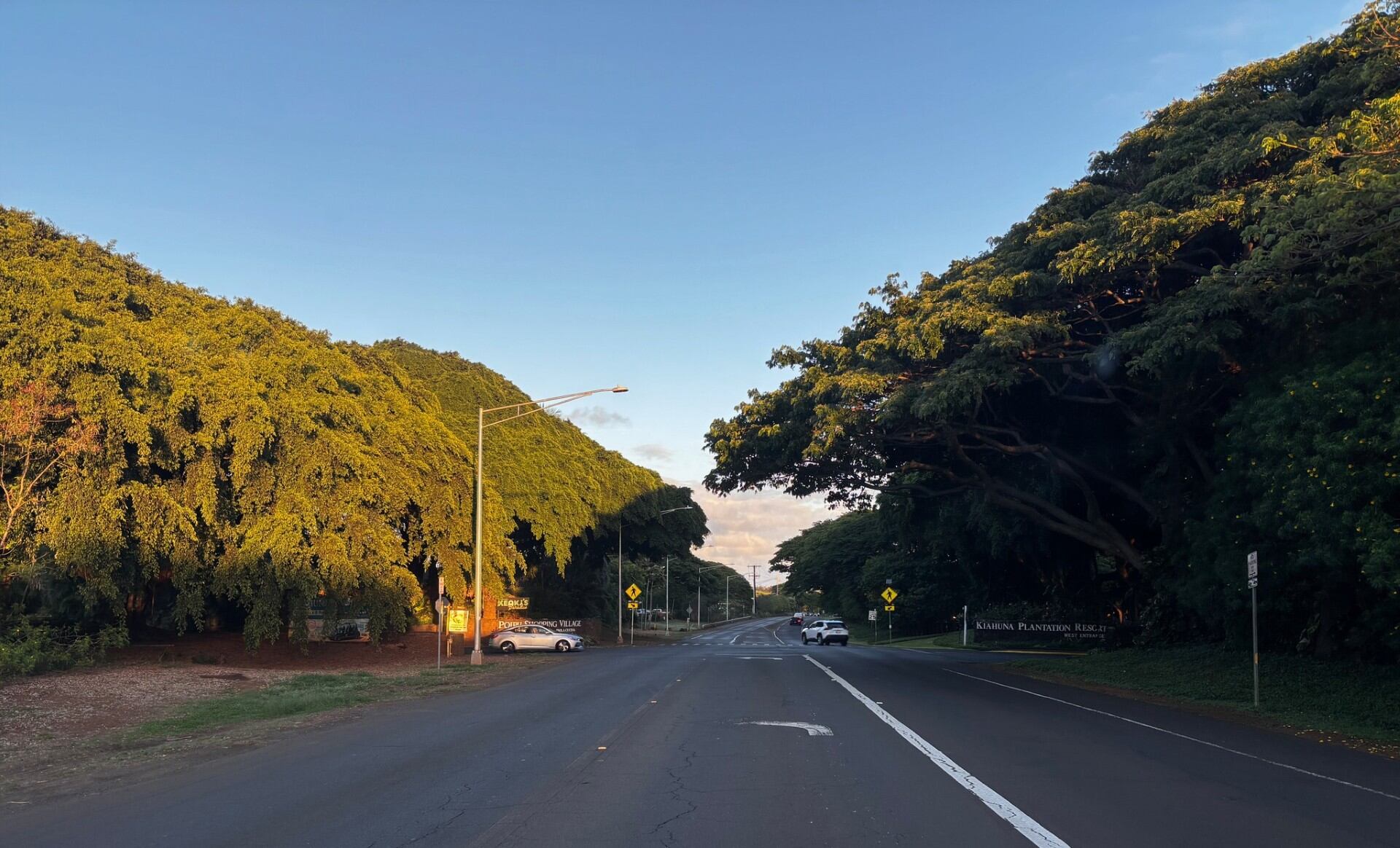 Community rallies to protect trees threatened by Poipu Road safety project