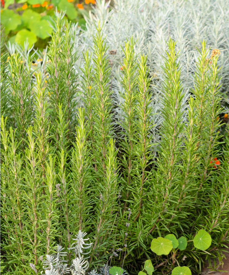 5 cold hardy plants for a green roof: Expert picks for a low-effort feature