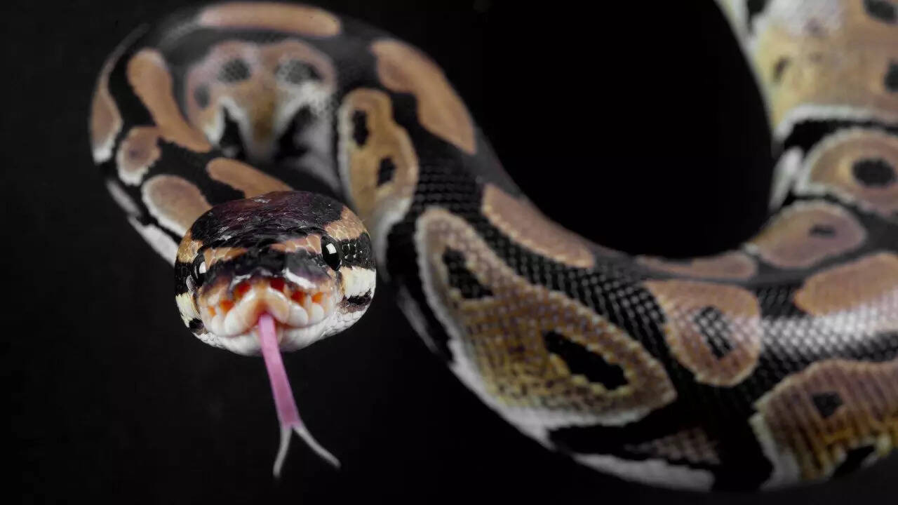 Are non-venomous snakes really harmless? Discover their strength and ...