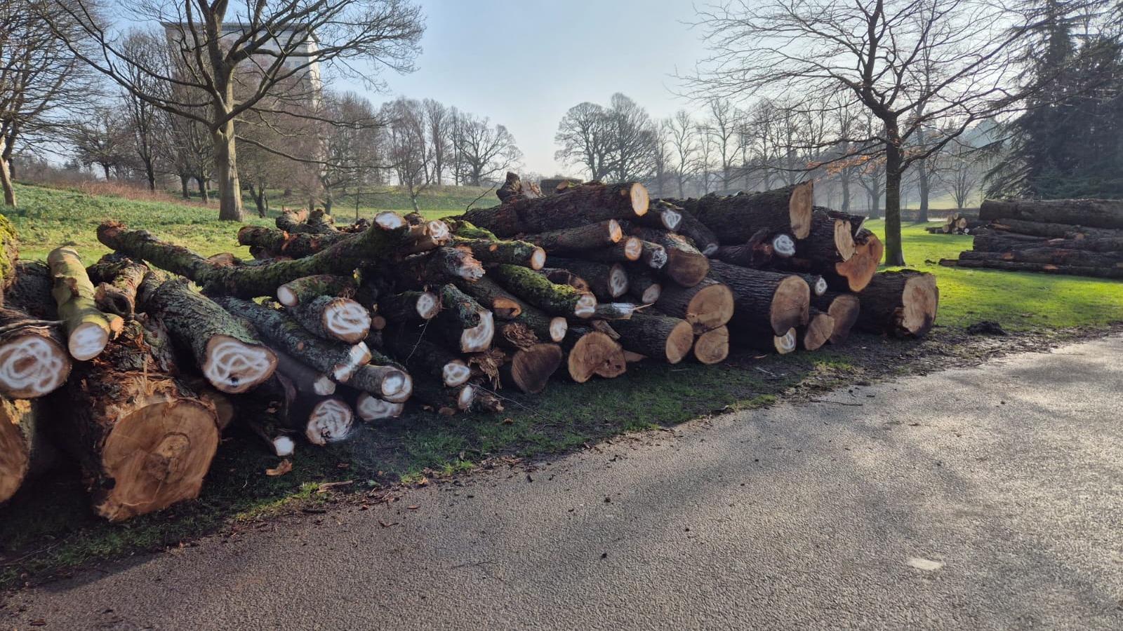 Storm damaged trees from Falkirk park help to reduce flood risk in ...