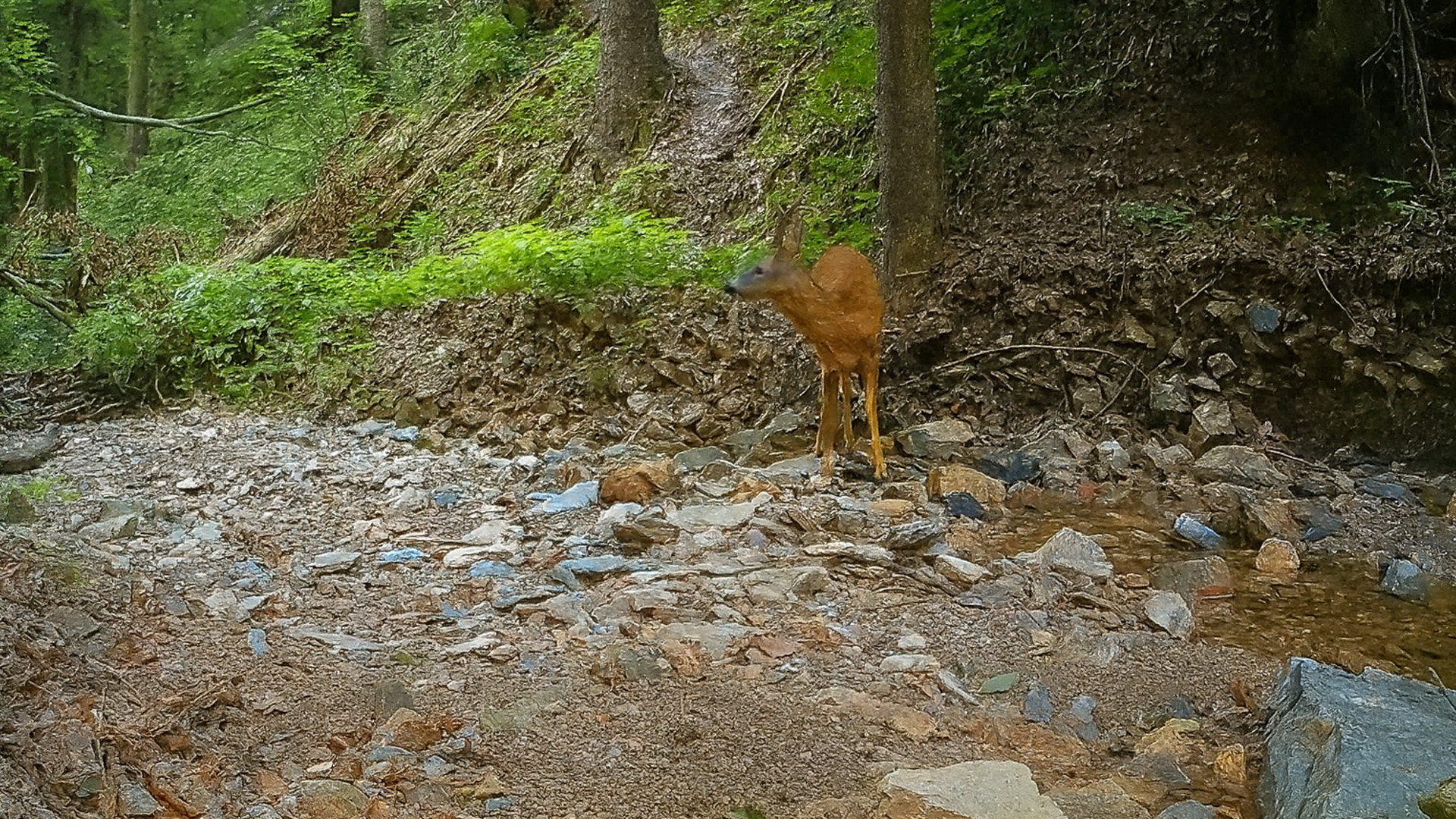 Trail Camera by the River Captures Untamed Wilderness