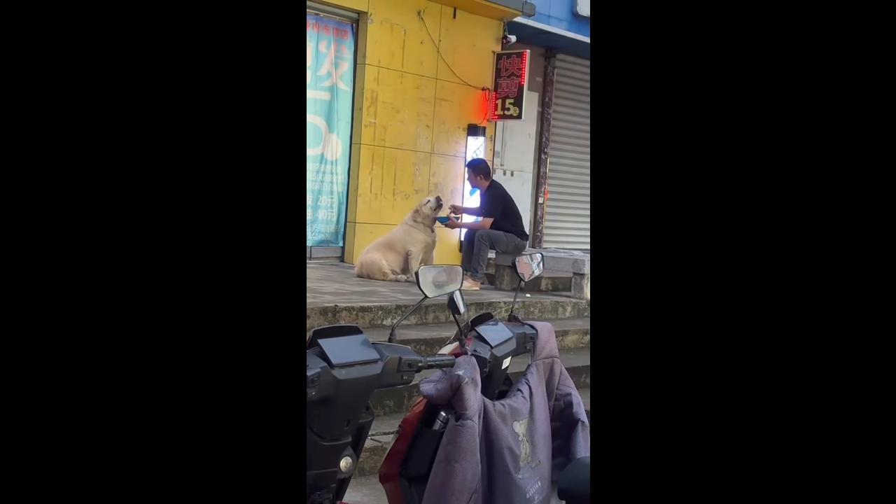 Spoiled Rotten: The Spoon-Fed Dog