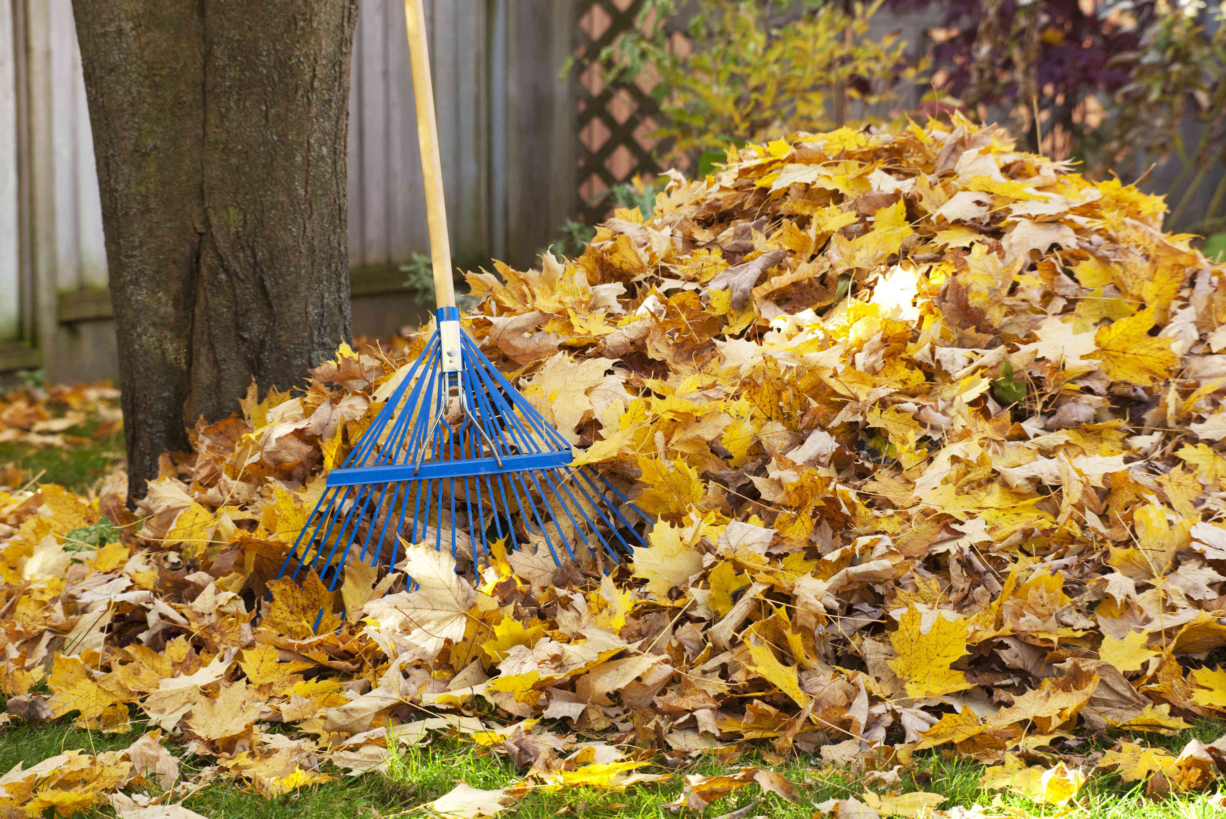 5 Things You Can Do With Fallen Leaves That Actually Help Your Lawn And ...