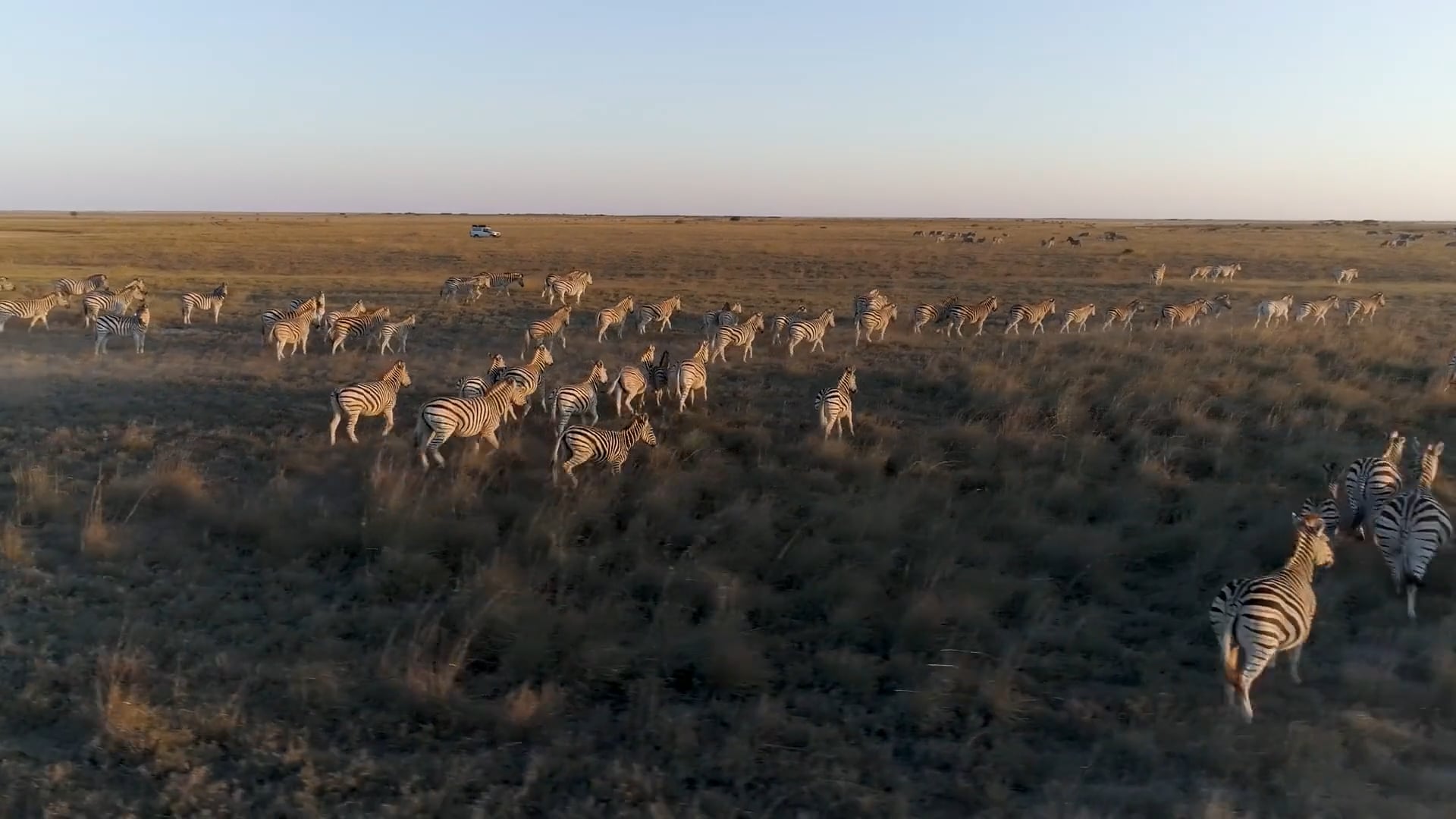 Vuelo de drones sobre manadas de cebras en las llanuras africanas