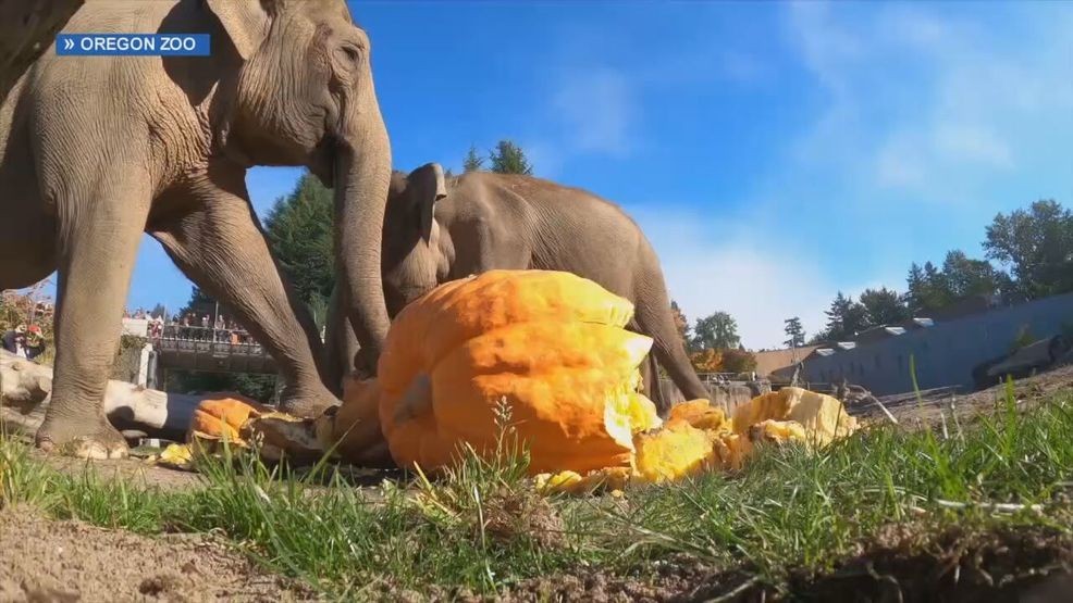 Pachyderm pumpkin play at the Oregon Zoo's annual Squishing of the ...
