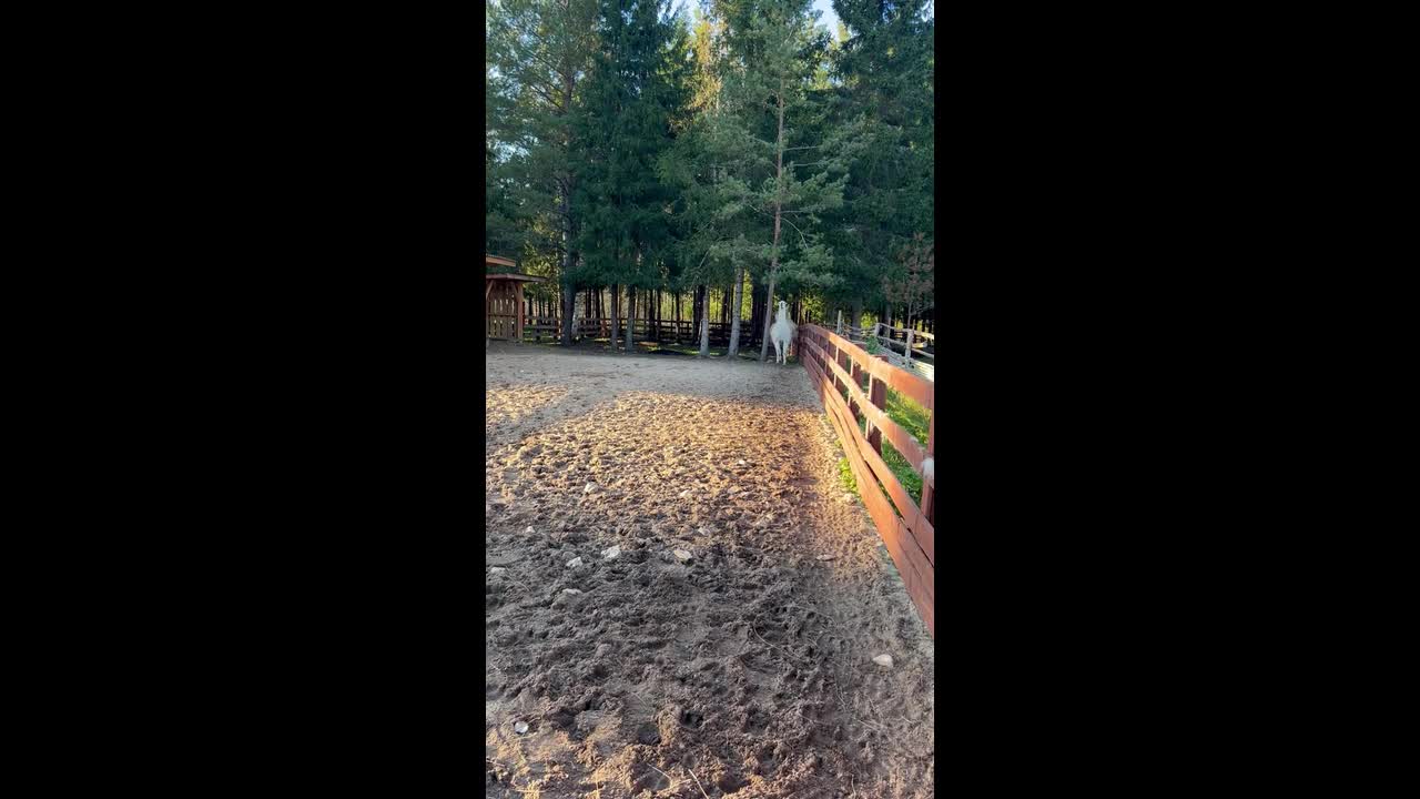 Llamas go viral in bounce mode—Adele, Liisu and Bella delight 13 ...