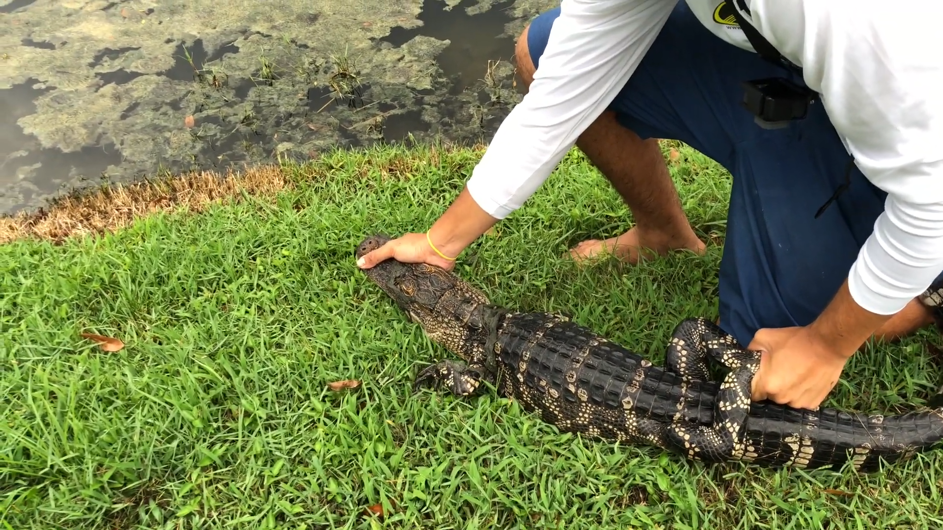 Alligator attack