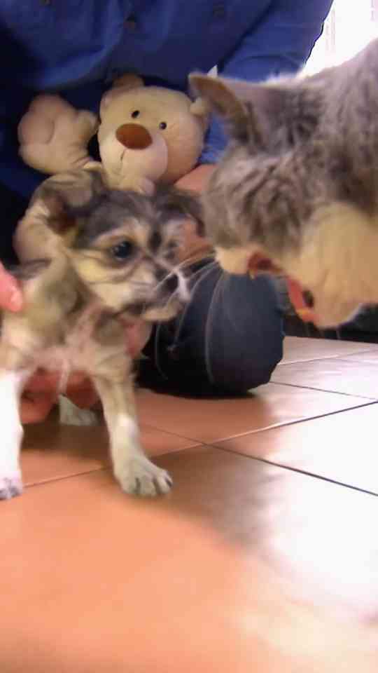 How Dr. Chris saved a little puppy’s life