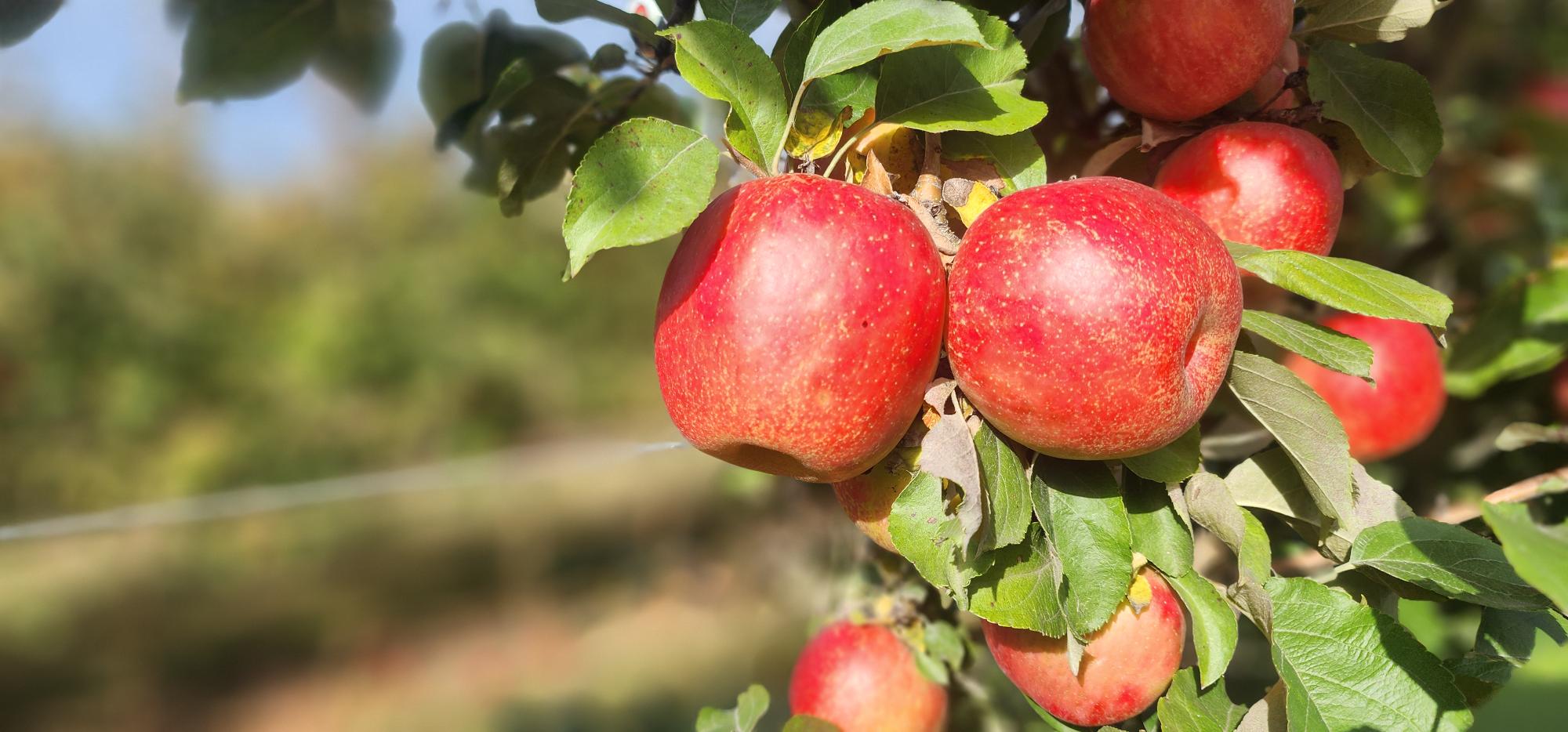 Tend & Table connects families with fresh local food while supporting small farms
