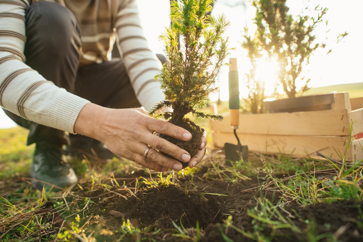 Homeowners urged to use five key plants to make gardens ‘flood ready’