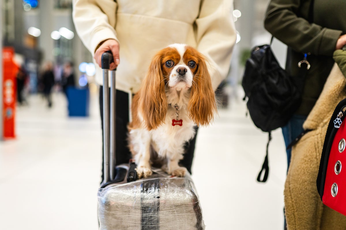 Big change for travelling with pets in Europe - Simon Calder explains ...