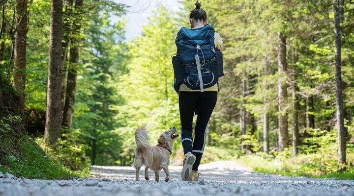 How to Keep Your Dog Safe from Predators While Hiking