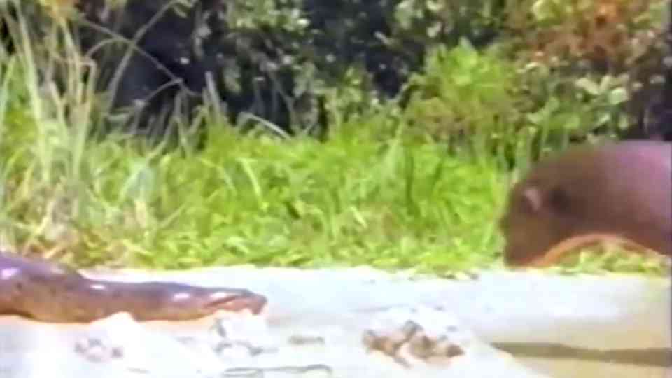 Are Honey Badgers the Most Overpowered Animals on Earth?