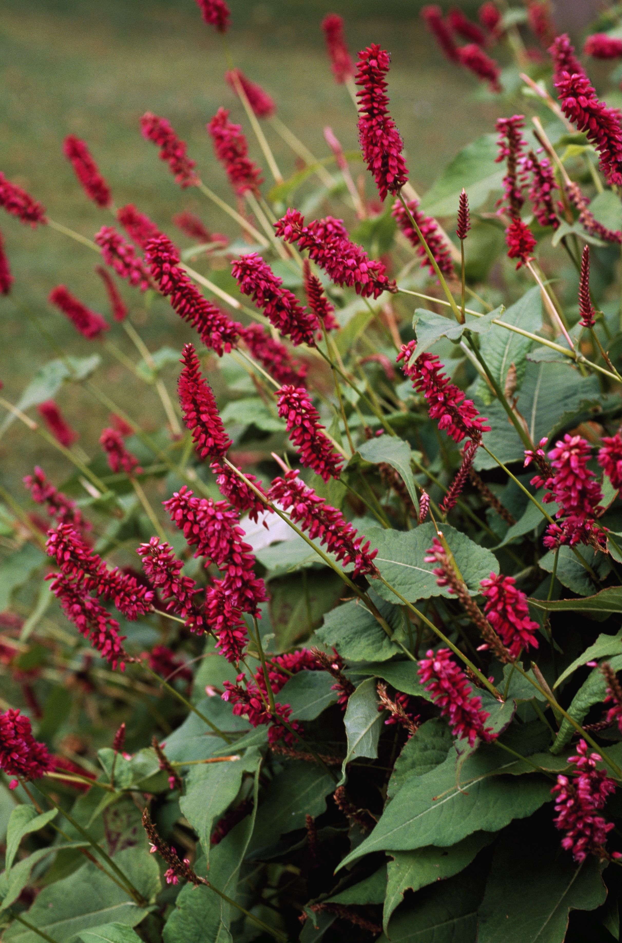 Tired of soggy soil? 5 unexpected plants that fight flooding and save ...