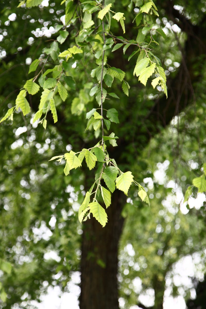 Tired of soggy soil? 5 unexpected plants that fight flooding and save ...