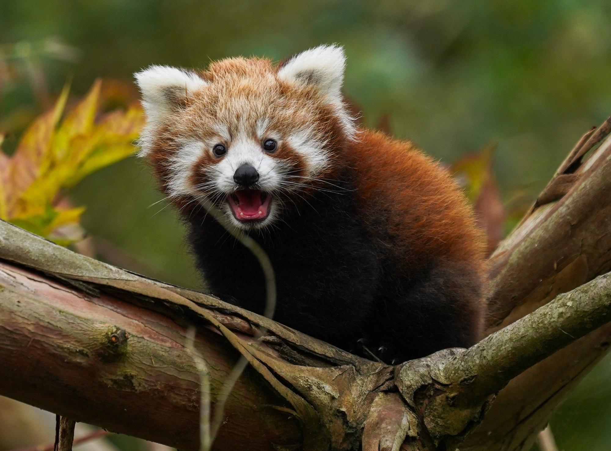 Red pand-aahs: Whipsnade Zoo's red panda cub begins exploring outdoors