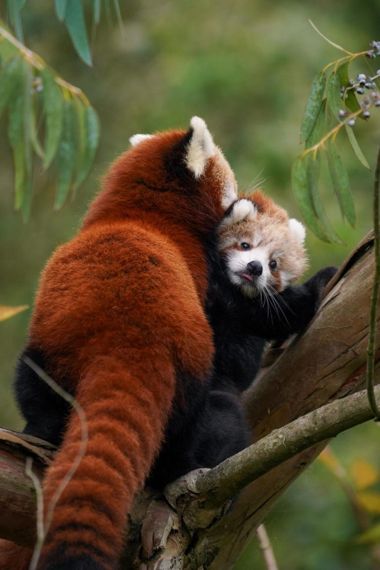 Red pand-aahs: Whipsnade Zoo's red panda cub begins exploring outdoors