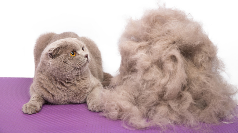 Cats with bad haircuts (who are still so cute)